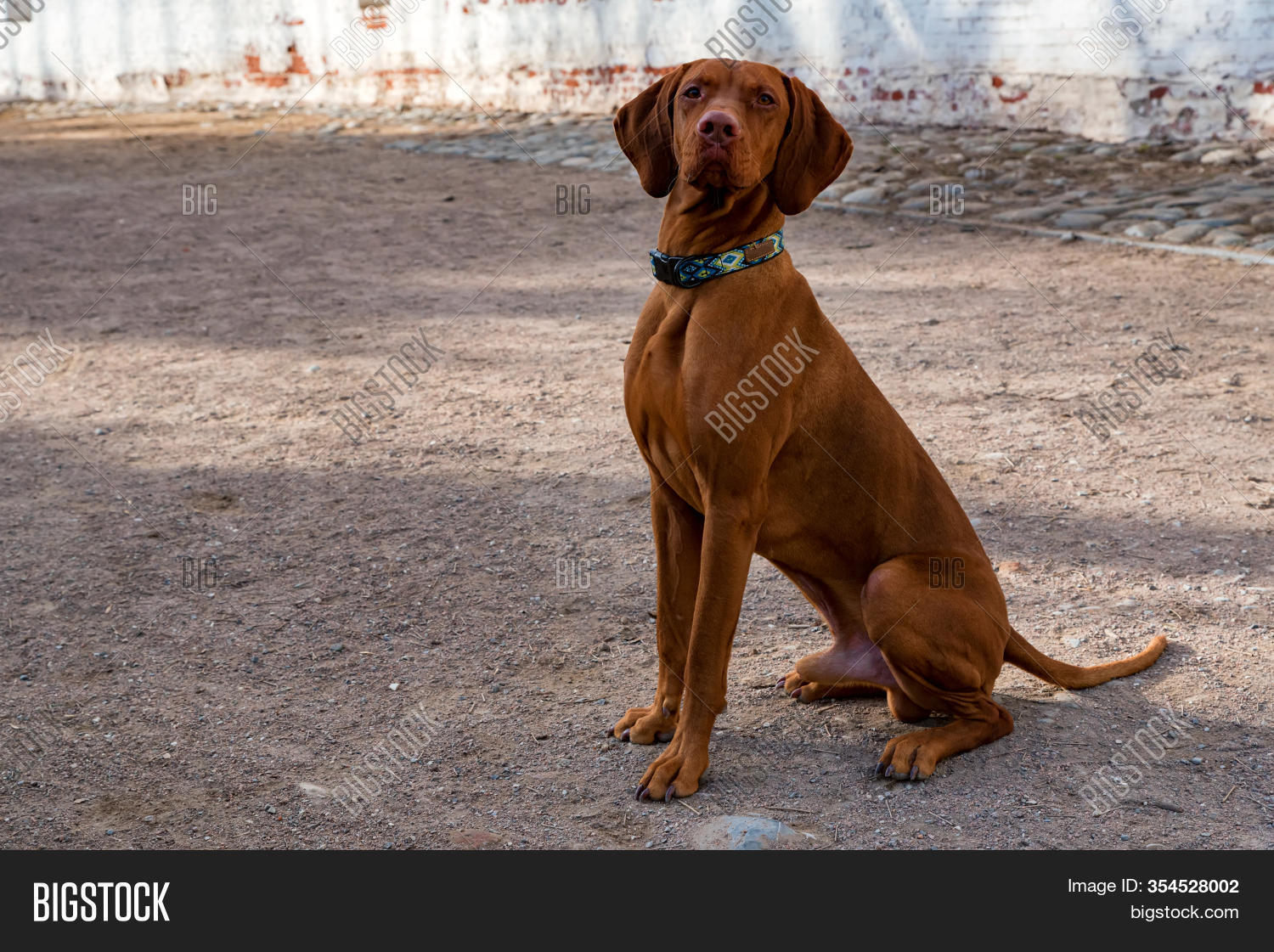 Hungarian Vizsla Male Image & Photo (Free Trial) | Bigstock