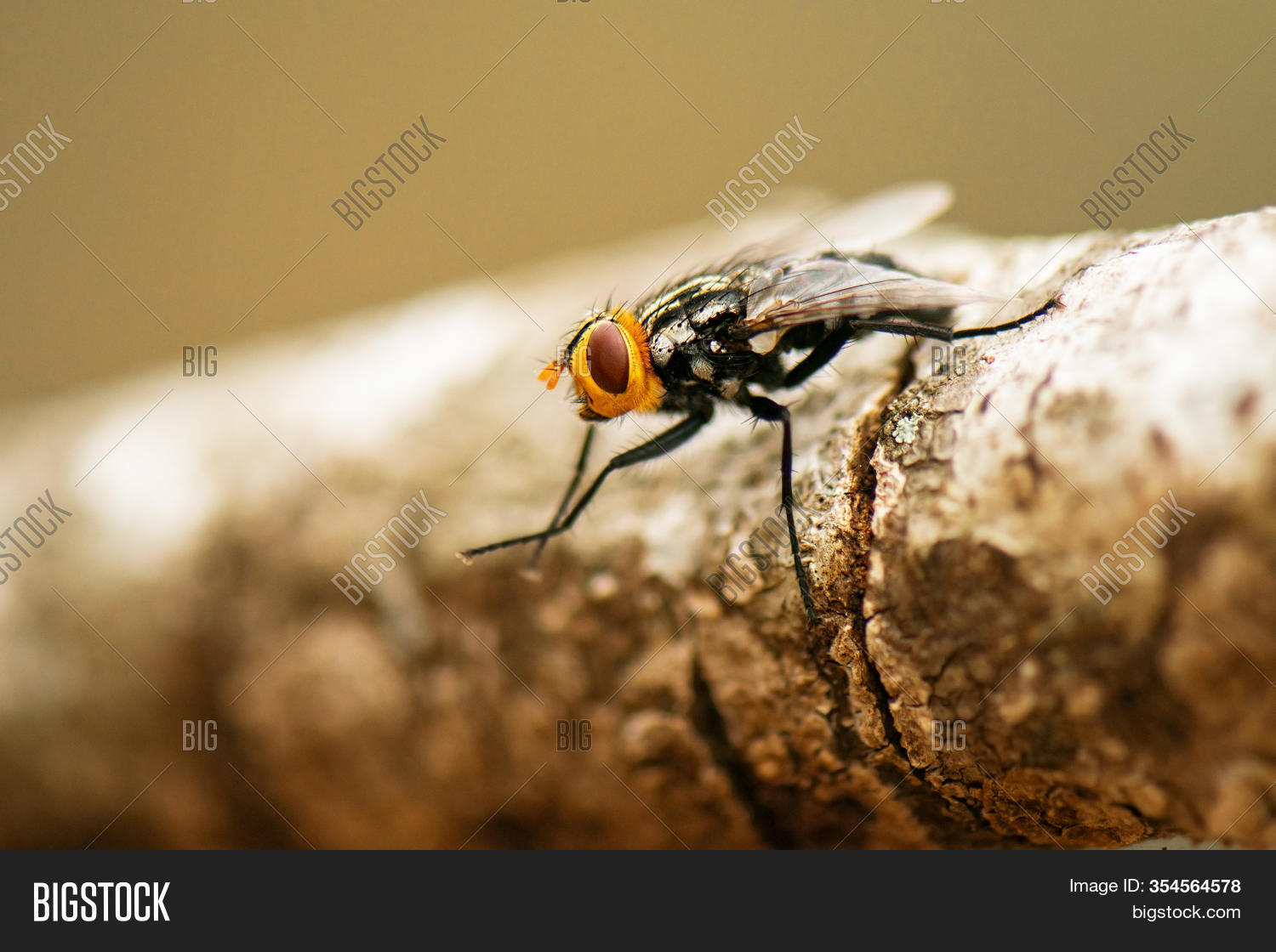 Australian Bush Fly Image & Photo (Free Trial) | Bigstock