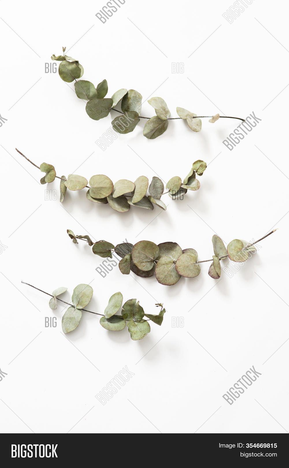 Leaves Light Grey Image & Photo (Free Trial) | Bigstock