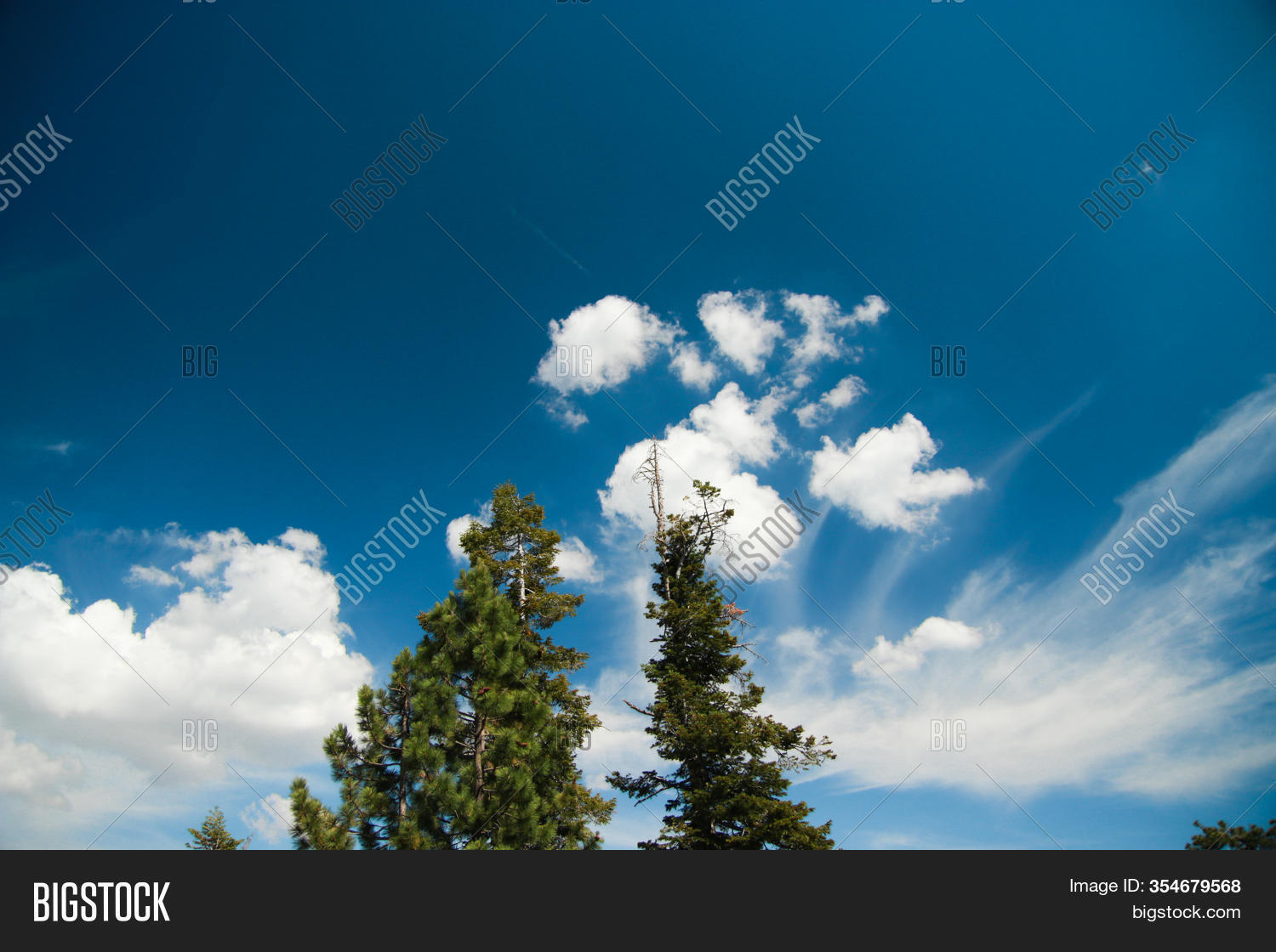 Pine Trees Beautiful Image & Photo (Free Trial) | Bigstock