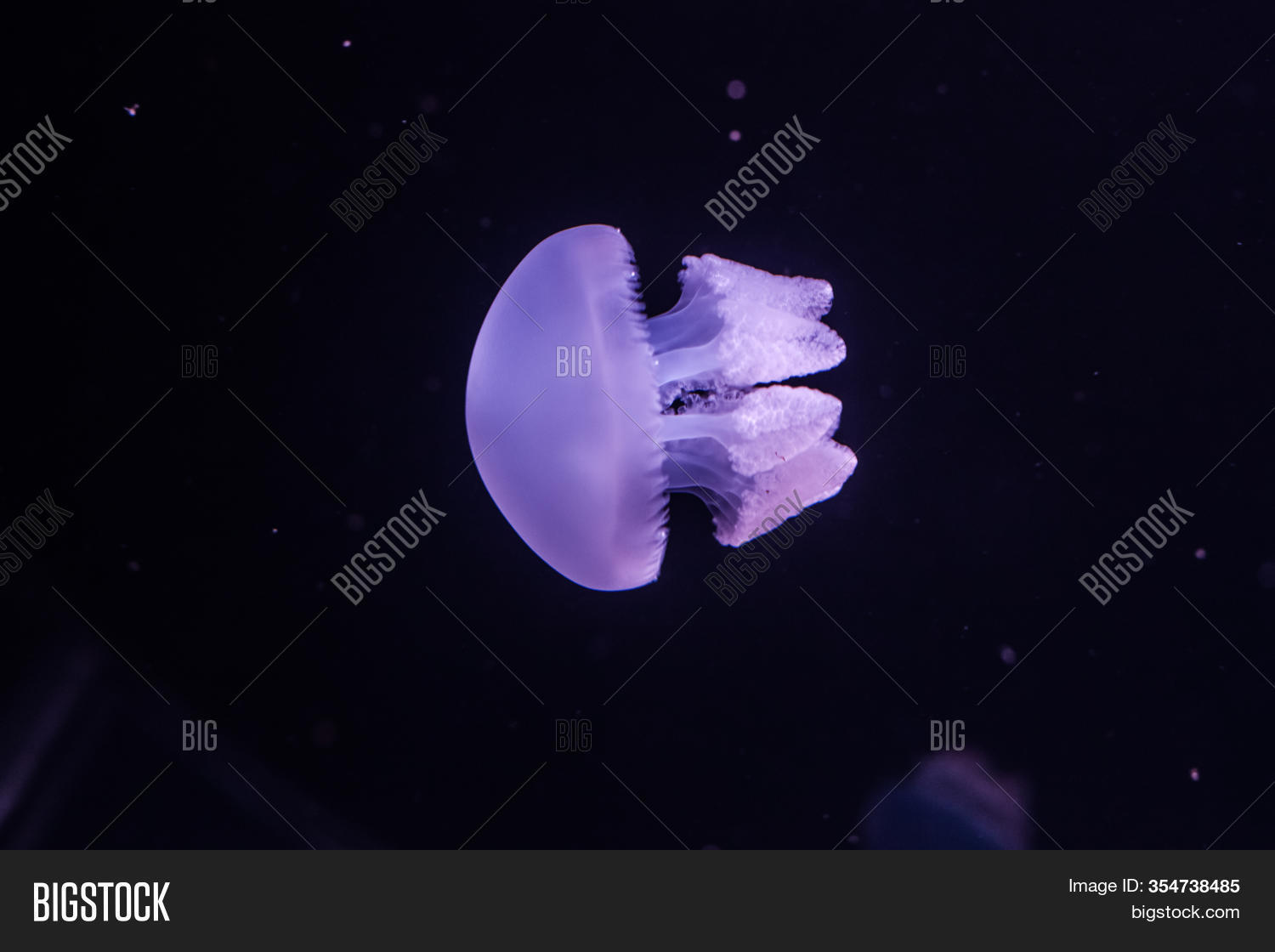 Blue Blubber Jellyfish Image & Photo (Free Trial) | Bigstock