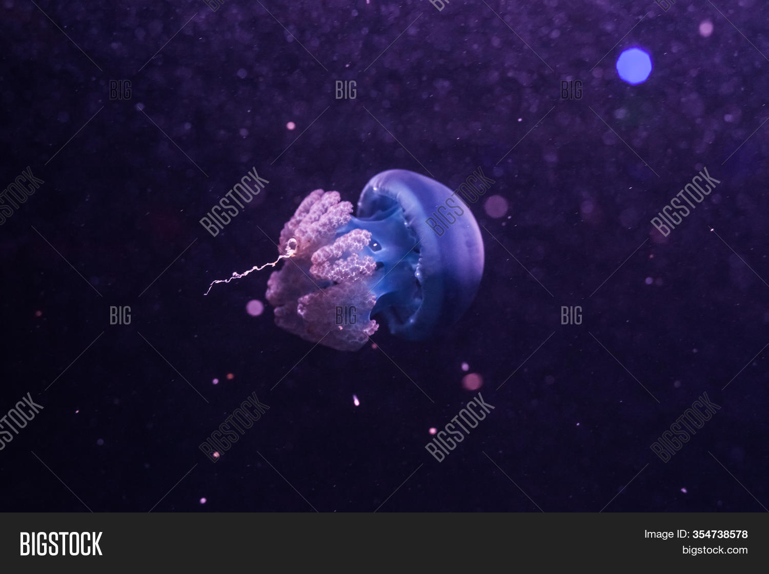 Blue Blubber Jellyfish Image & Photo (Free Trial) | Bigstock