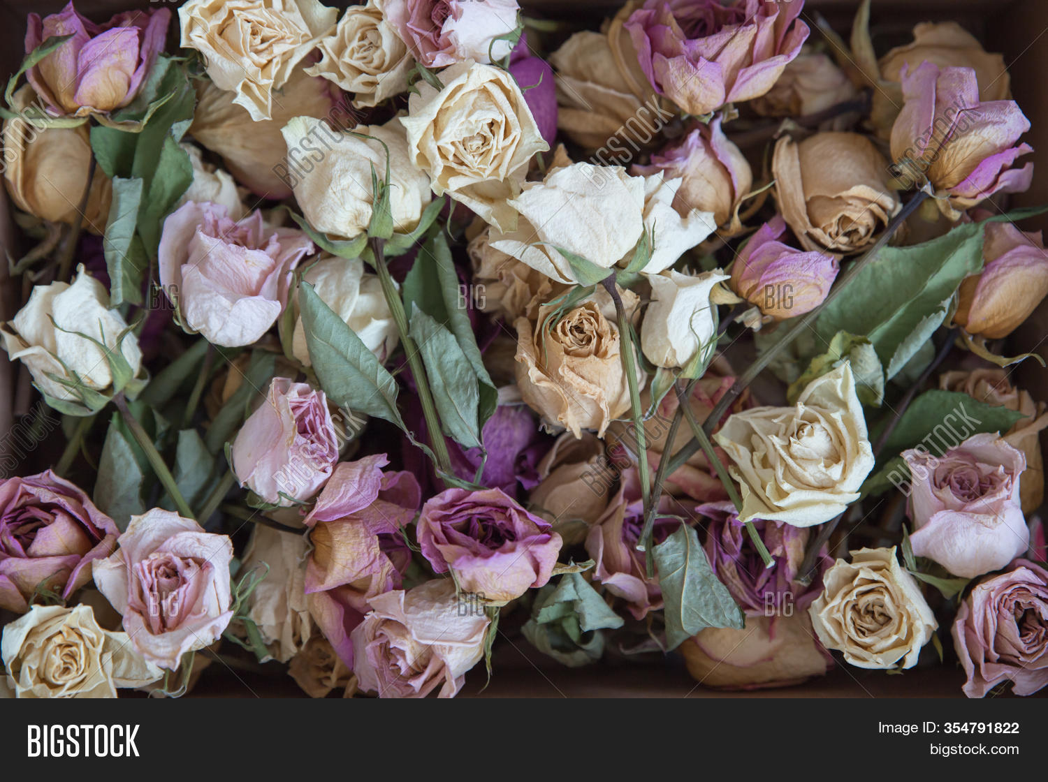 Background Dried Roses Image & Photo (Free Trial) | Bigstock