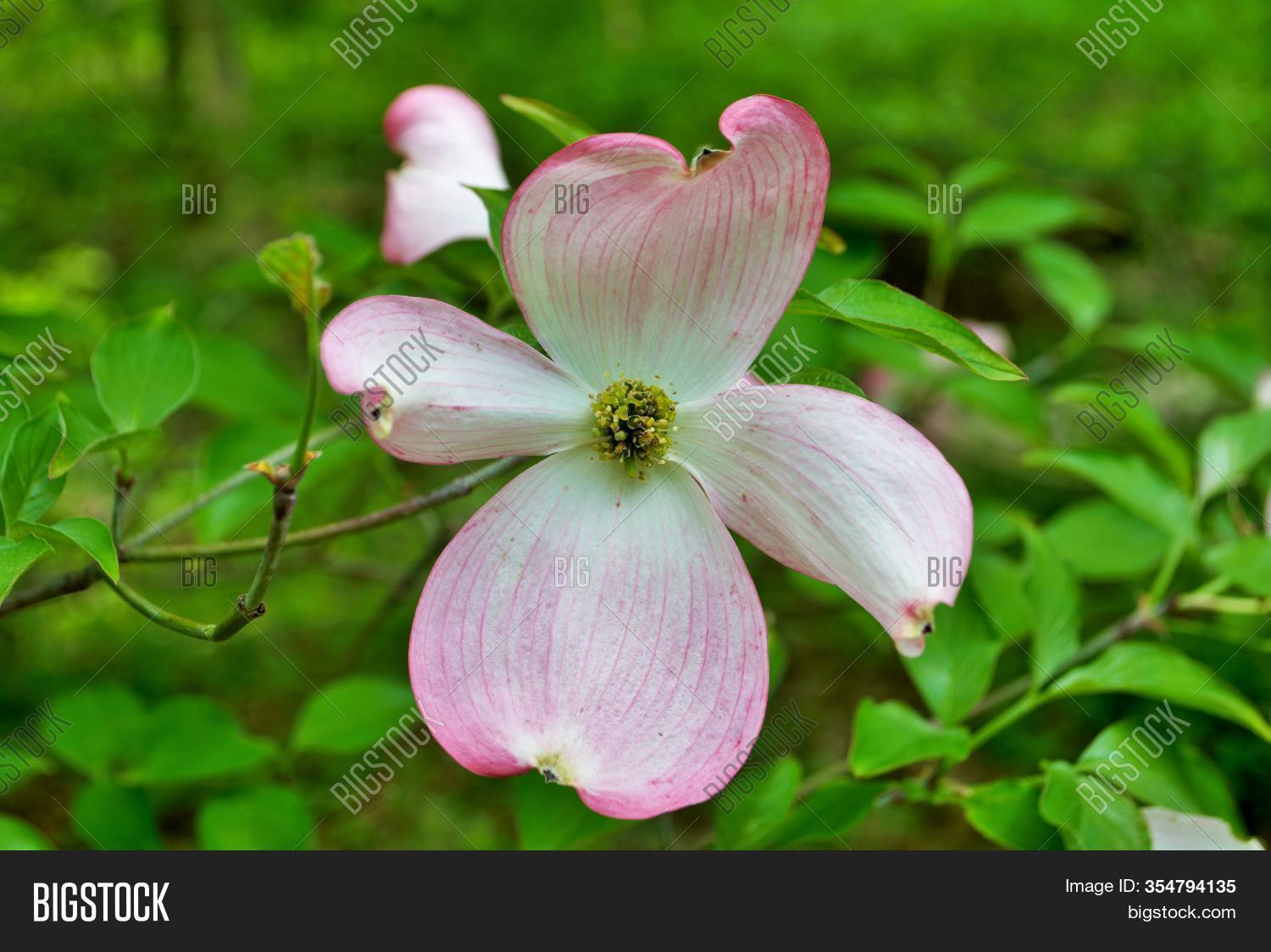Pink Cornus Florida Image & Photo (Free Trial) | Bigstock