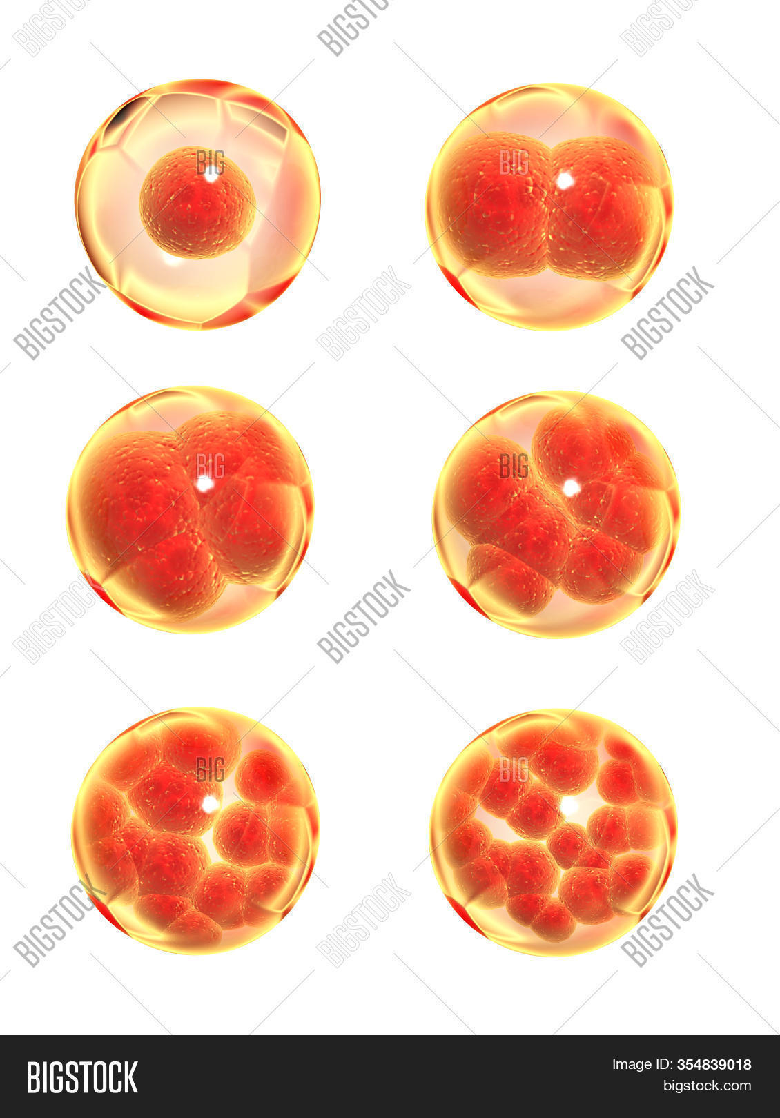 Mitosis Process. Image & Photo (Free Trial) | Bigstock