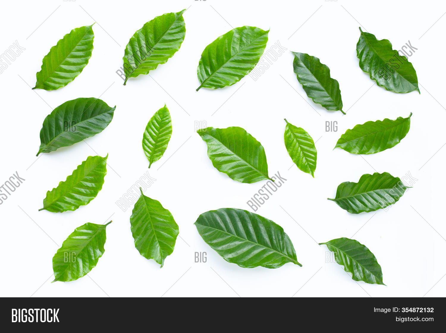Fresh Coffee Leaves On Image & Photo (Free Trial) | Bigstock