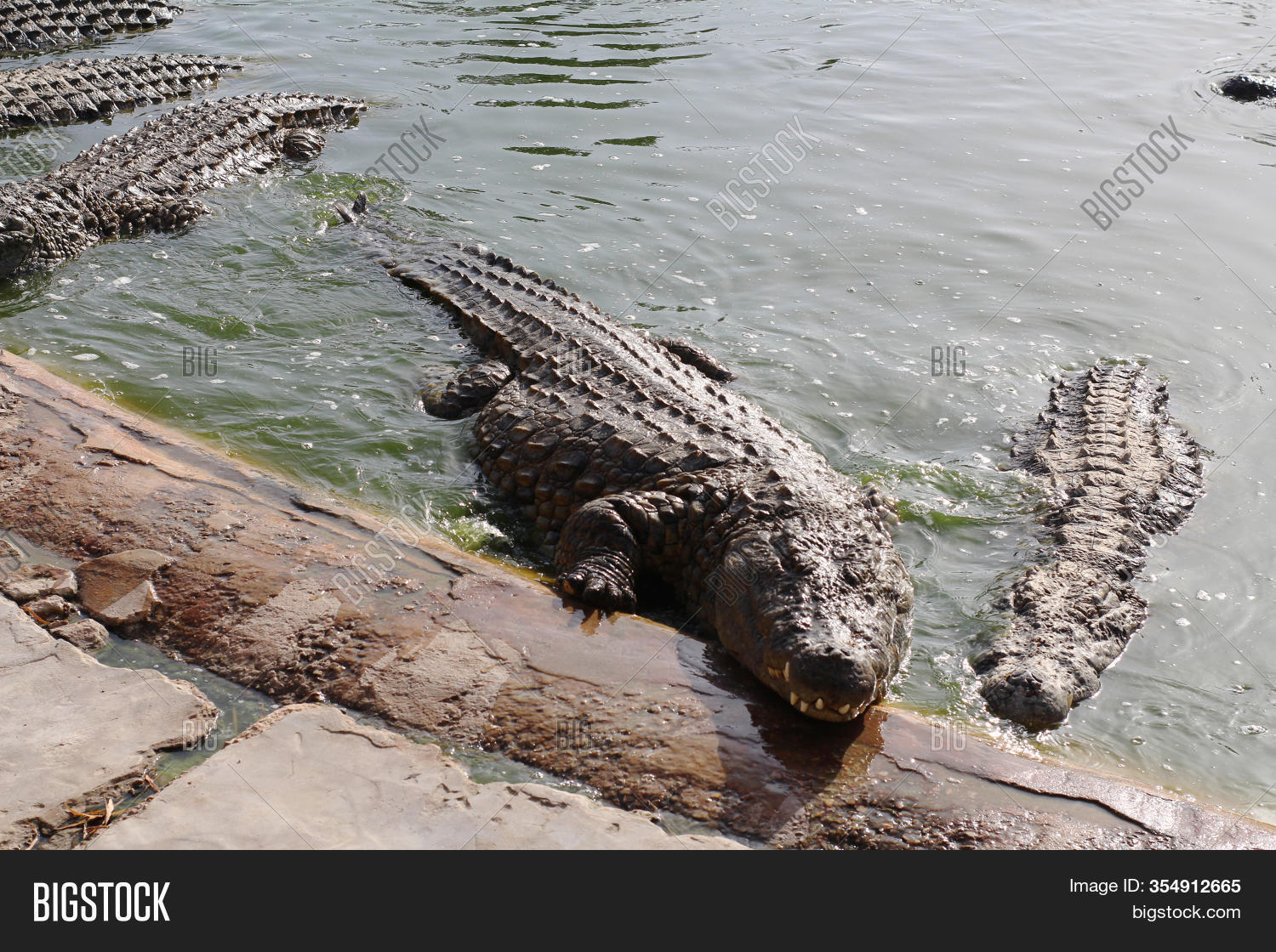 Crocodiles Bask Sun. Image & Photo (Free Trial) | Bigstock