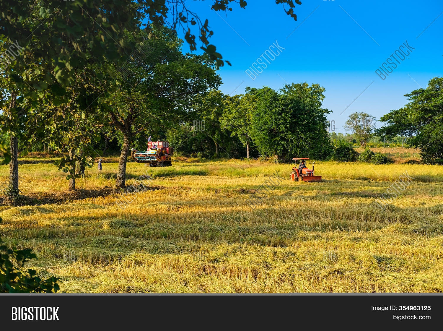 Harvest Rice Field Image & Photo (Free Trial) | Bigstock