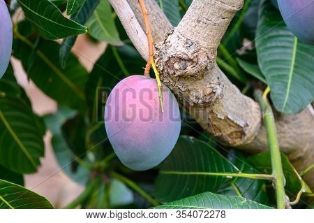 Eco Farming On La Palma Island, Plantations With Organic Mango Trees ...