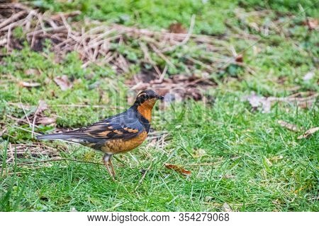 Picture Varied Thrush Image & Photo (Free Trial) | Bigstock
