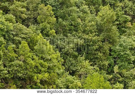 Forest Top View Image & Photo (Free Trial) | Bigstock