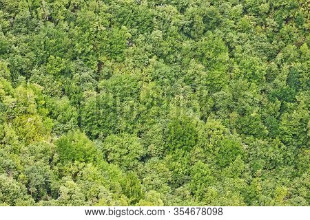 Forest Top View Image & Photo (Free Trial) | Bigstock