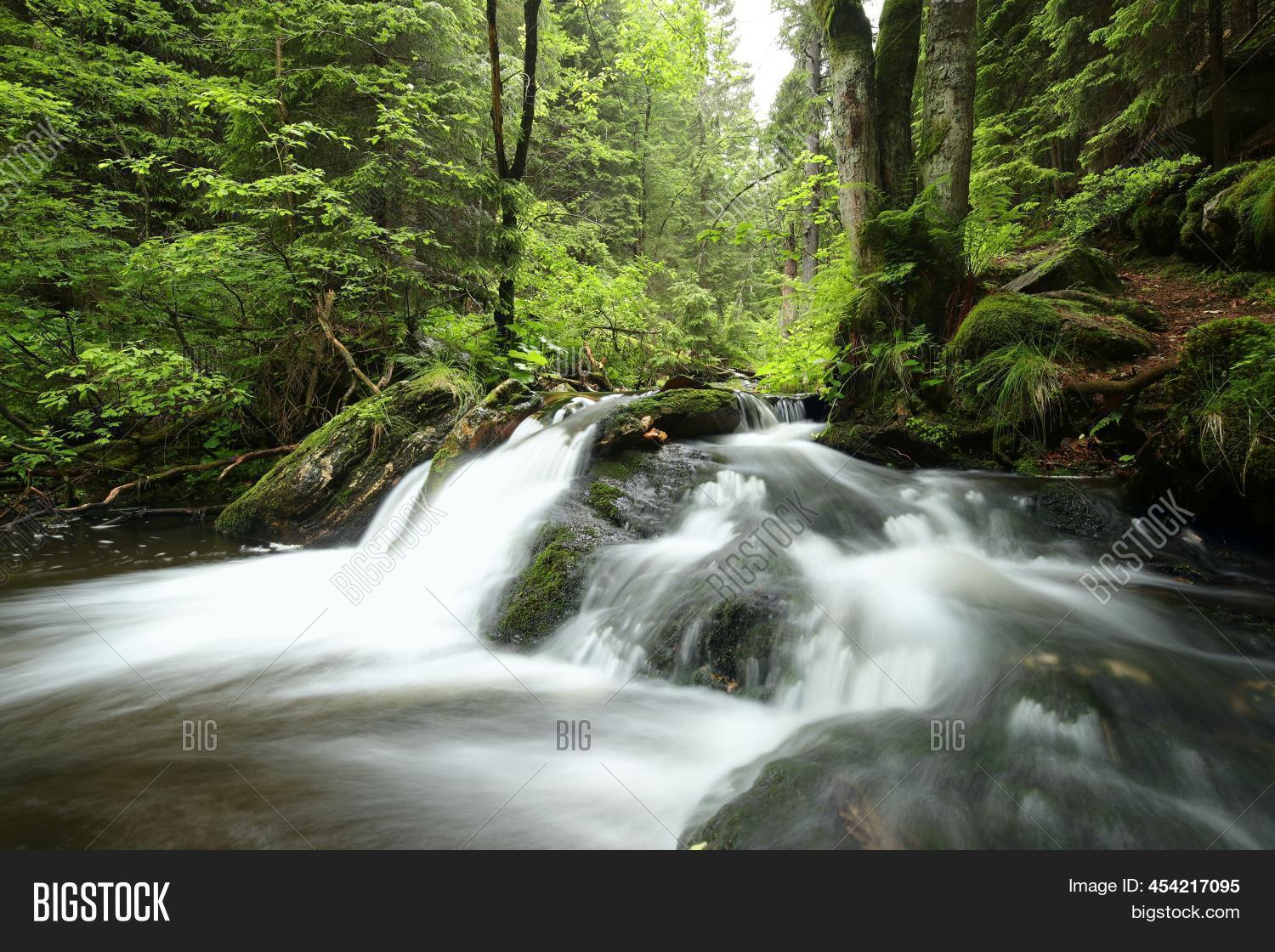 Forest Stream Nature Image & Photo (Free Trial) | Bigstock