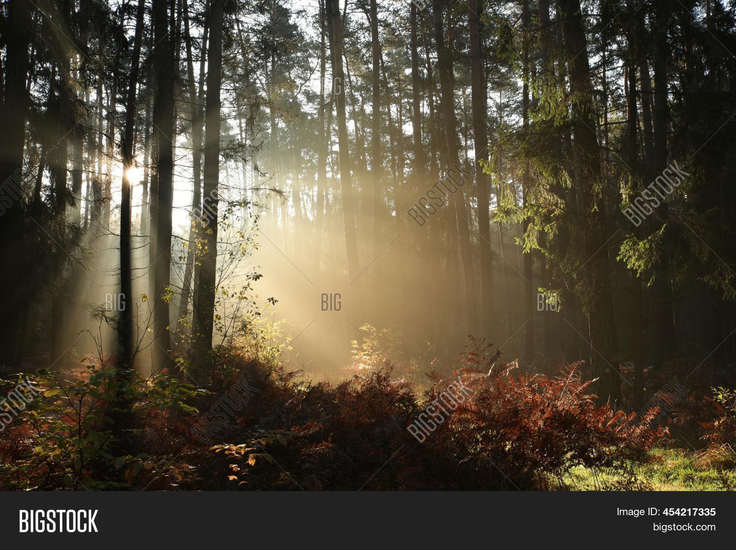 Autumn Forest Sun Image & Photo (Free Trial) | Bigstock