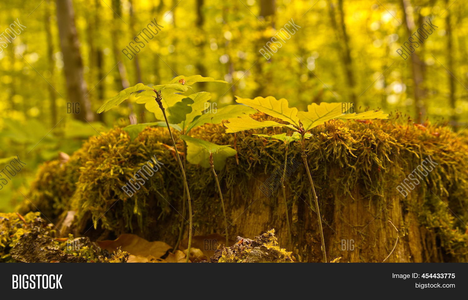Young Forest New Small Image & Photo (Free Trial) | Bigstock