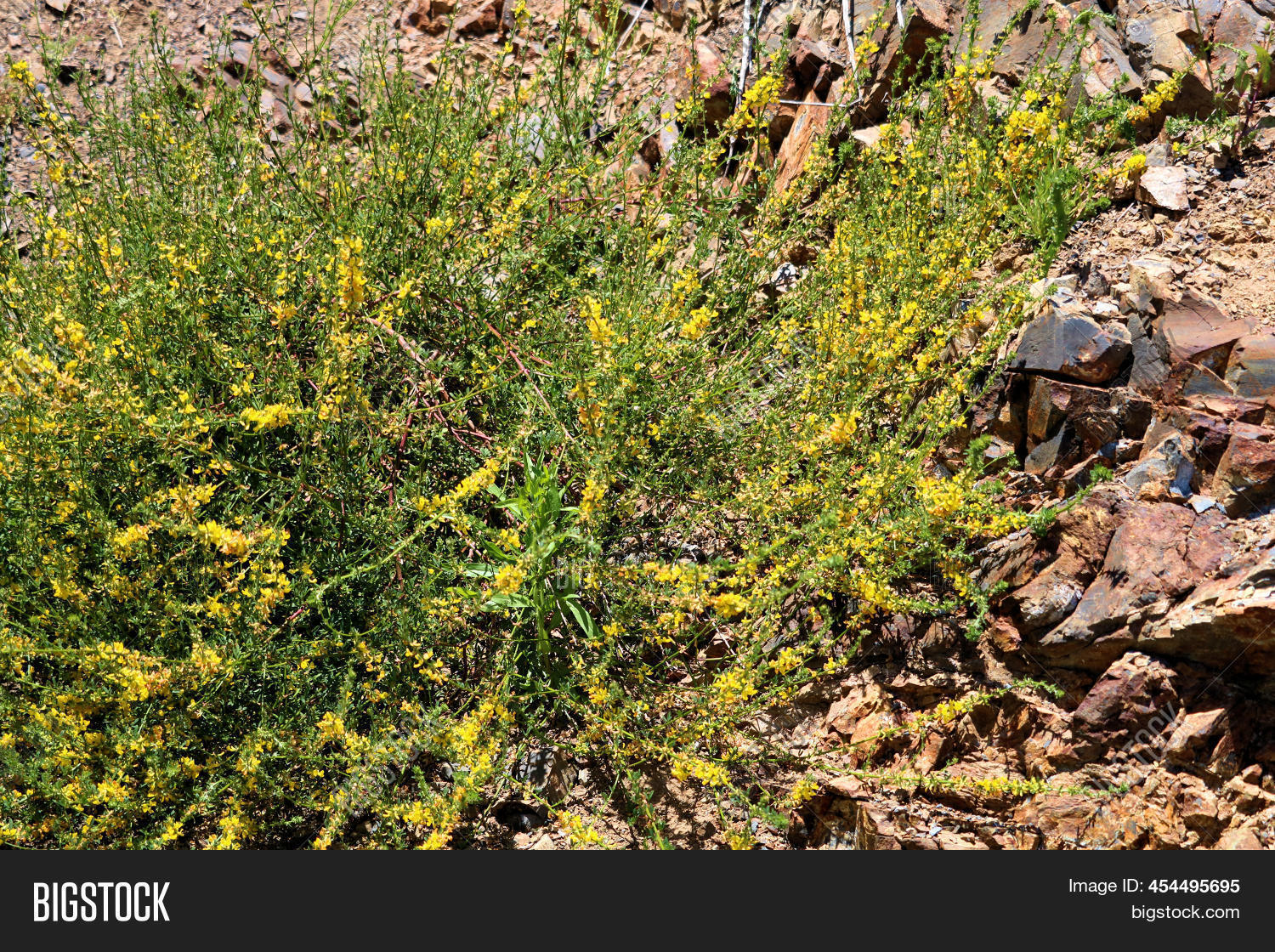Deerweed Plant Flower Image & Photo (Free Trial) | Bigstock