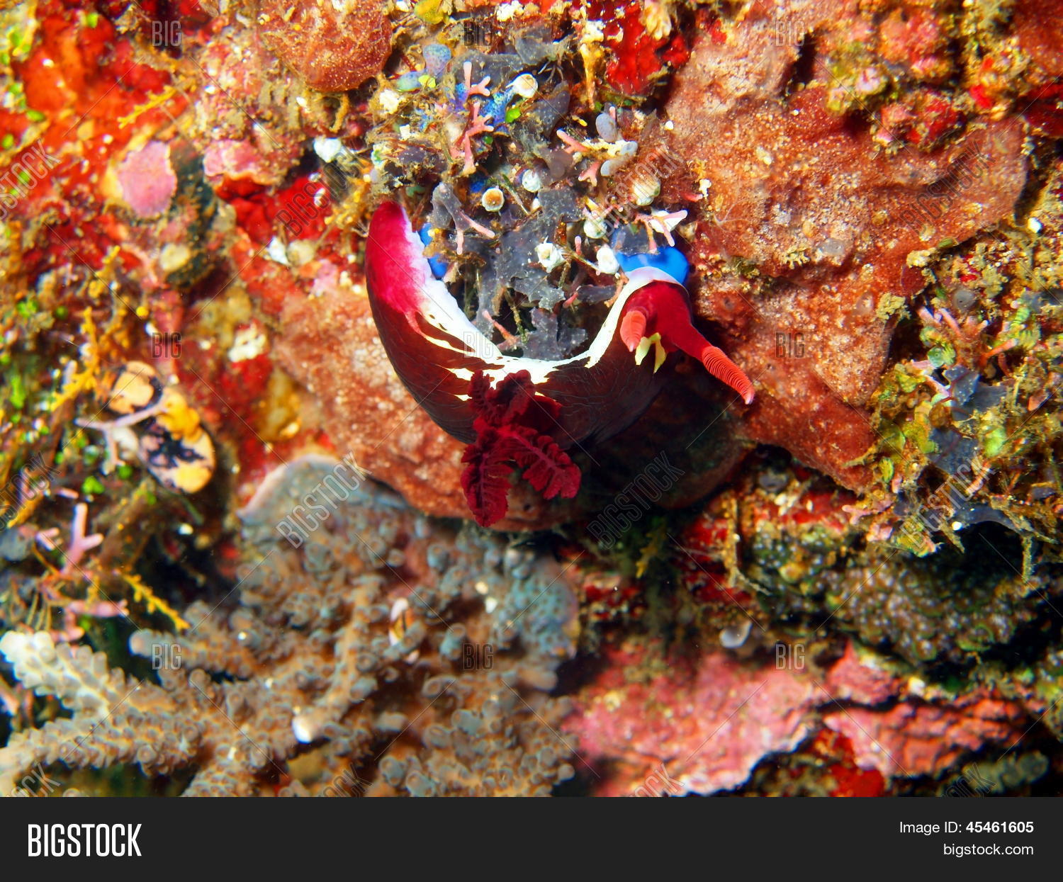 Sea Slugs Philippine Image & Photo (Free Trial) | Bigstock