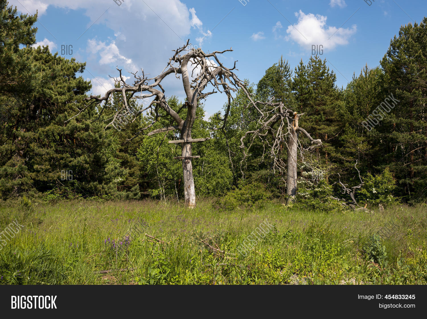 Old Creepy Rotting Image & Photo (Free Trial) | Bigstock
