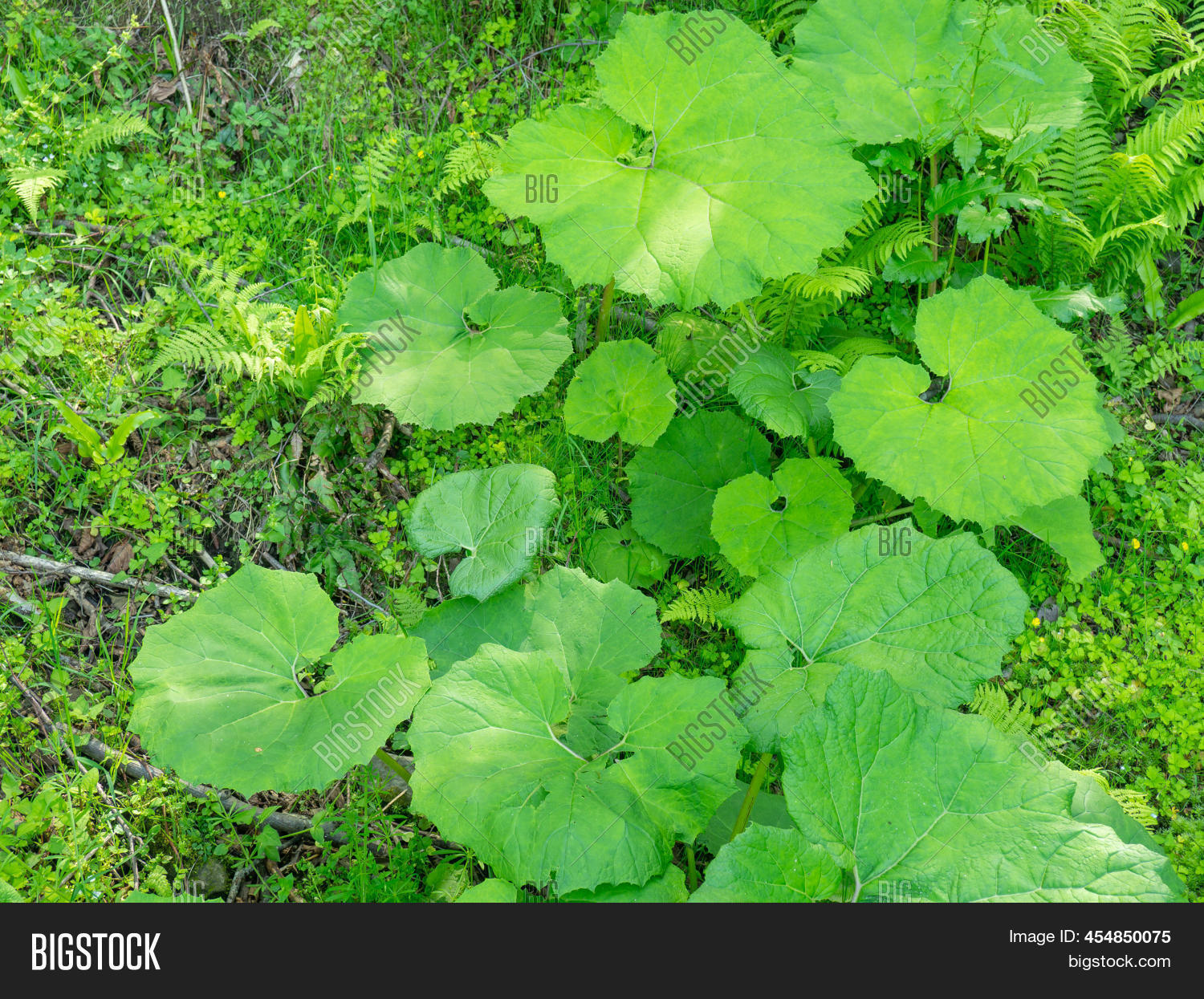 Burdock Leaves. Woods Image & Photo (Free Trial) | Bigstock