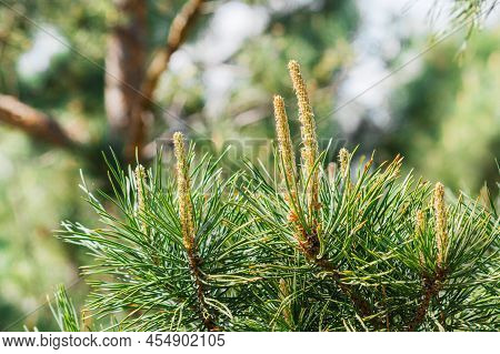 There Long Buds On Image & Photo (Free Trial) | Bigstock