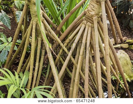 Walking Palm Trees Image & Photo (Free Trial) | Bigstock