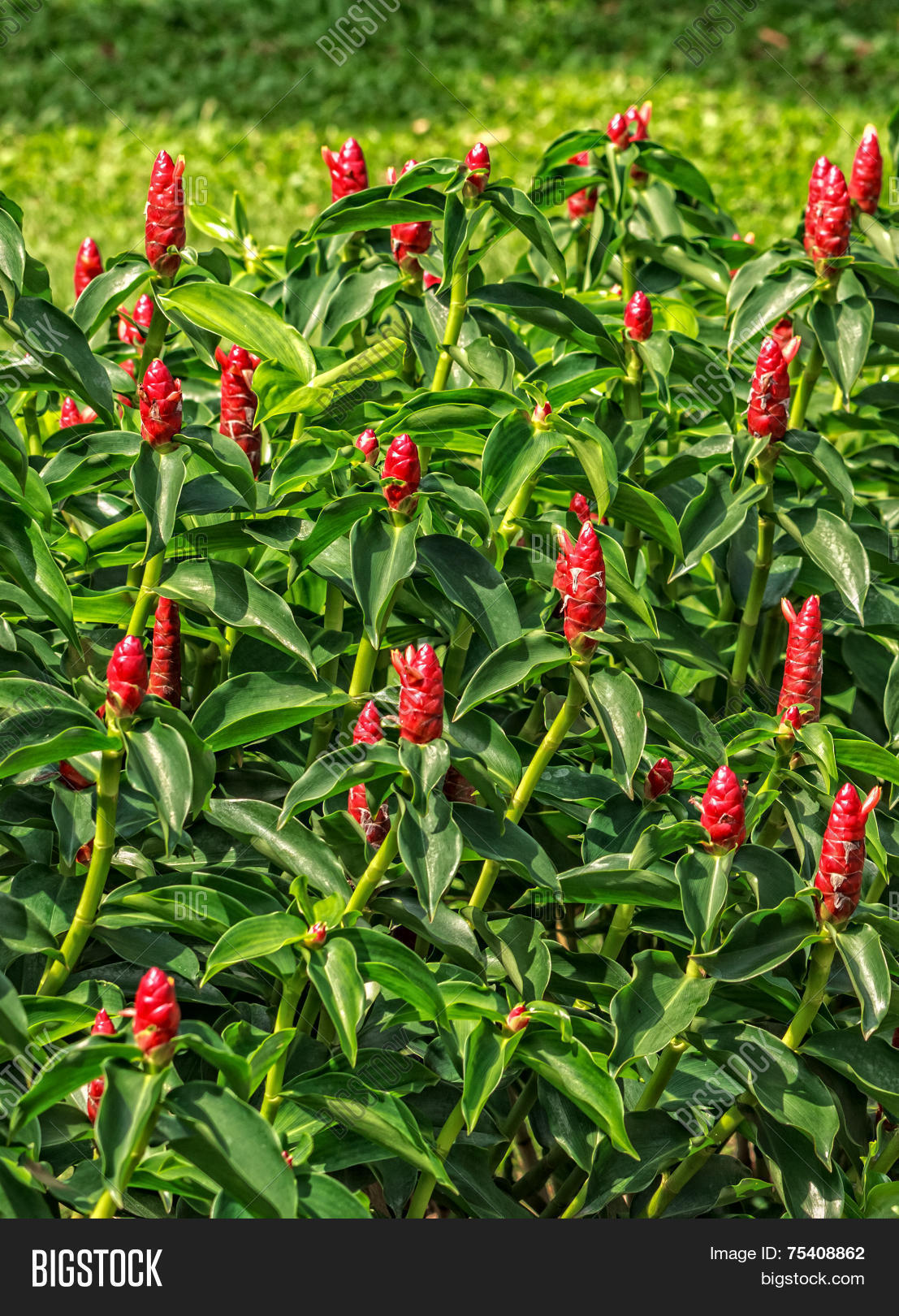 Crape Ginger Flower, Image & Photo (Free Trial) | Bigstock