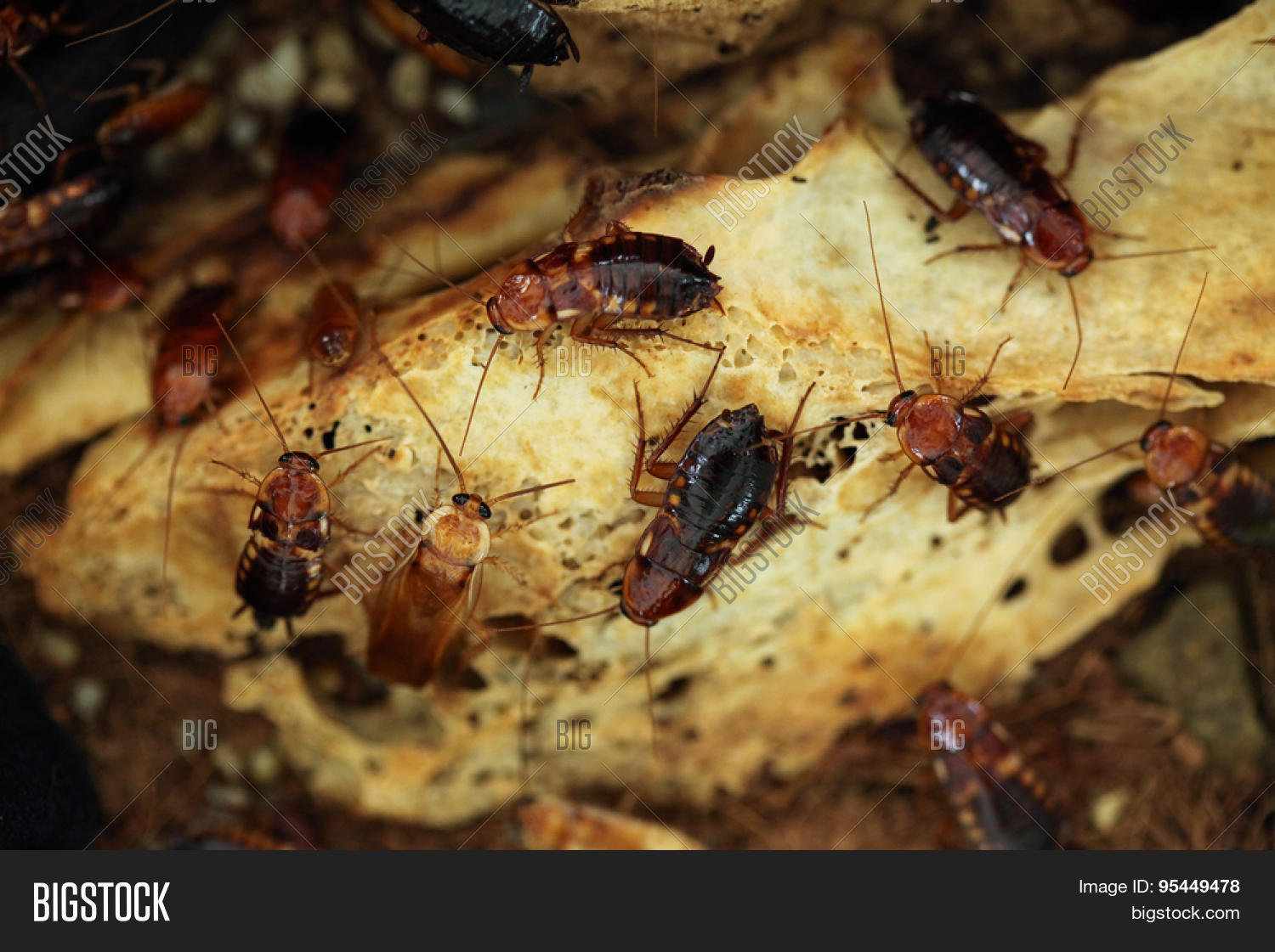 Turkestan Cockroach ( Image & Photo (Free Trial) | Bigstock