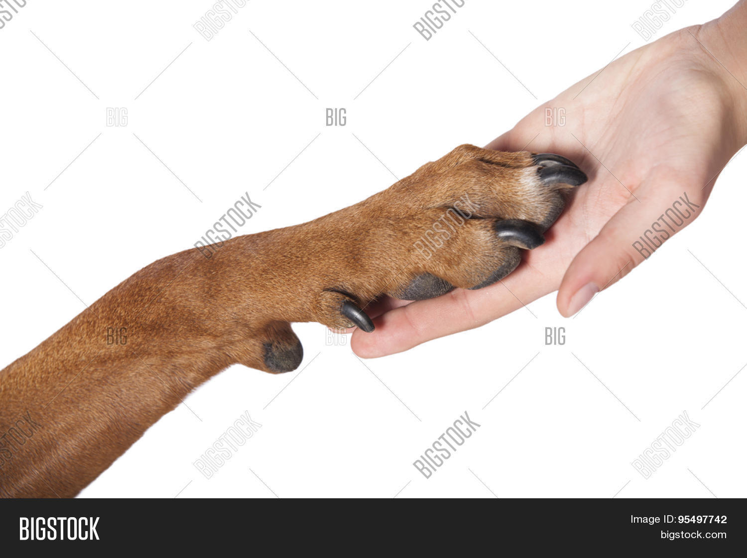 Dog Paw Human Hand Image & Photo (Free Trial) | Bigstock