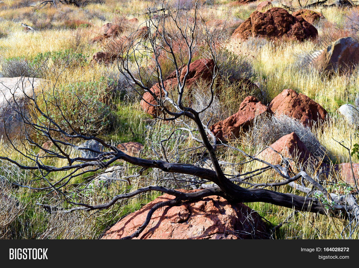 Arid Field Grasslands Image & Photo (Free Trial) | Bigstock