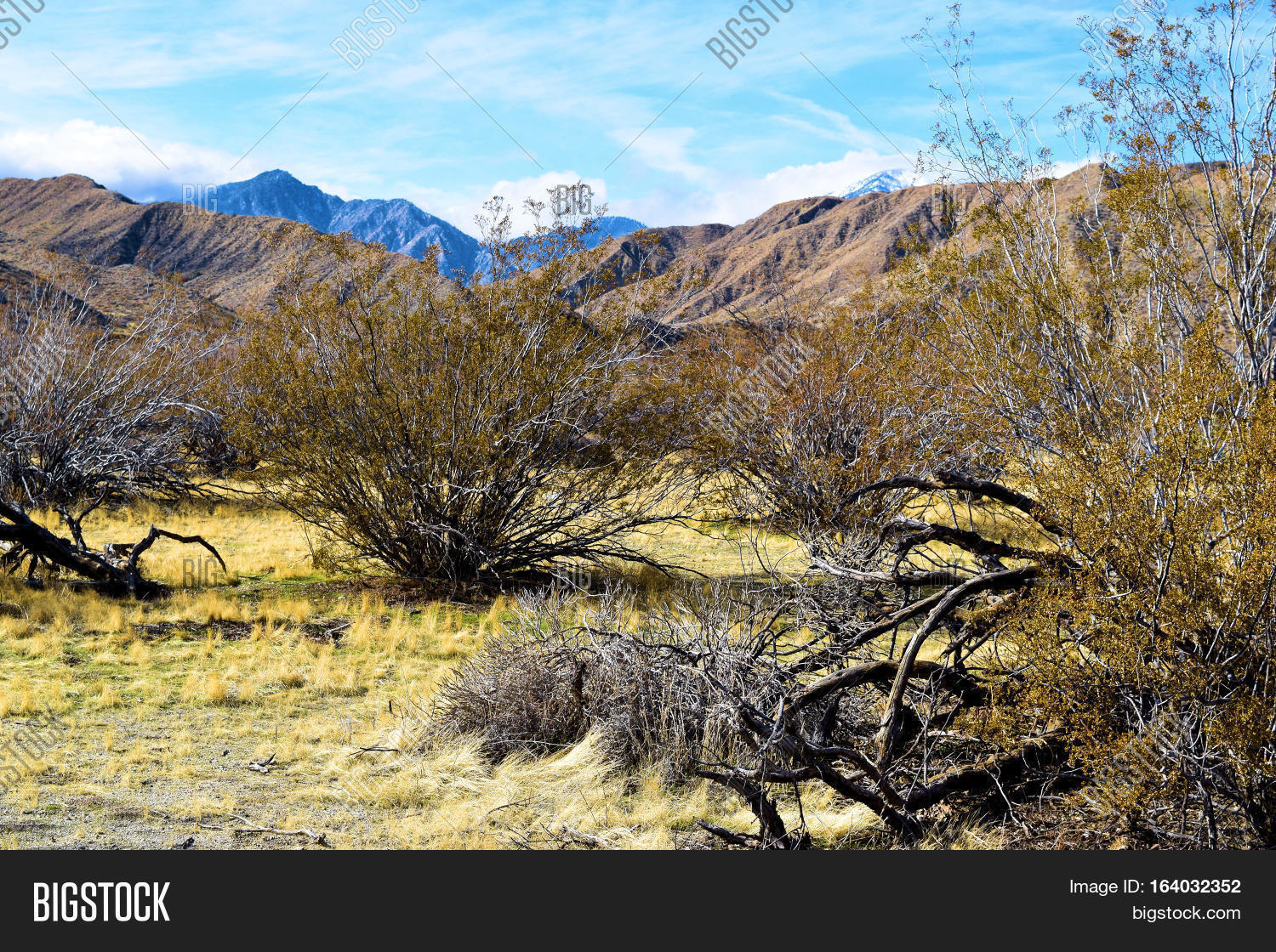 Creosote Plants Which Image & Photo (Free Trial) | Bigstock
