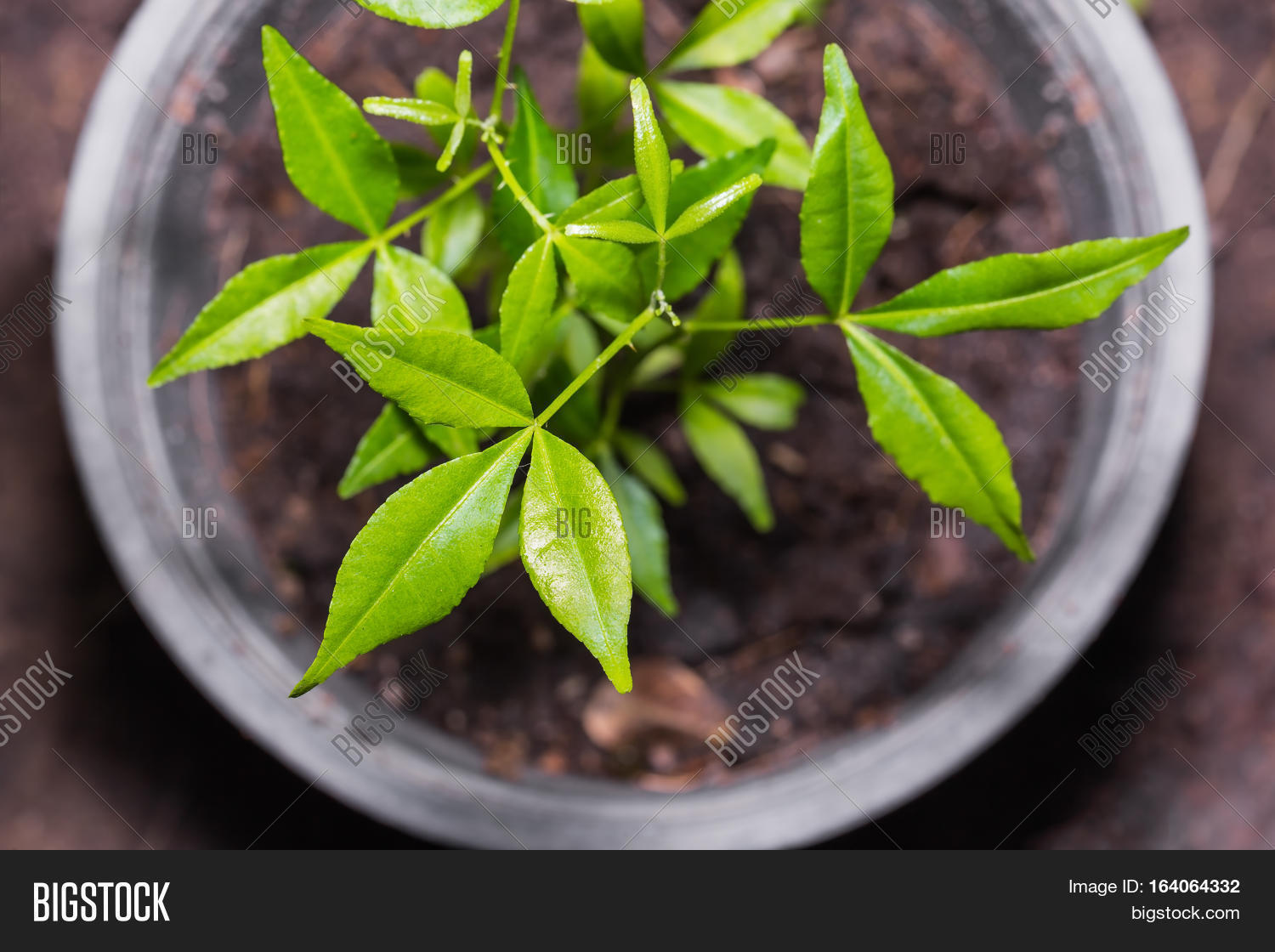 Young Orange Climber ( Image & Photo (Free Trial) | Bigstock