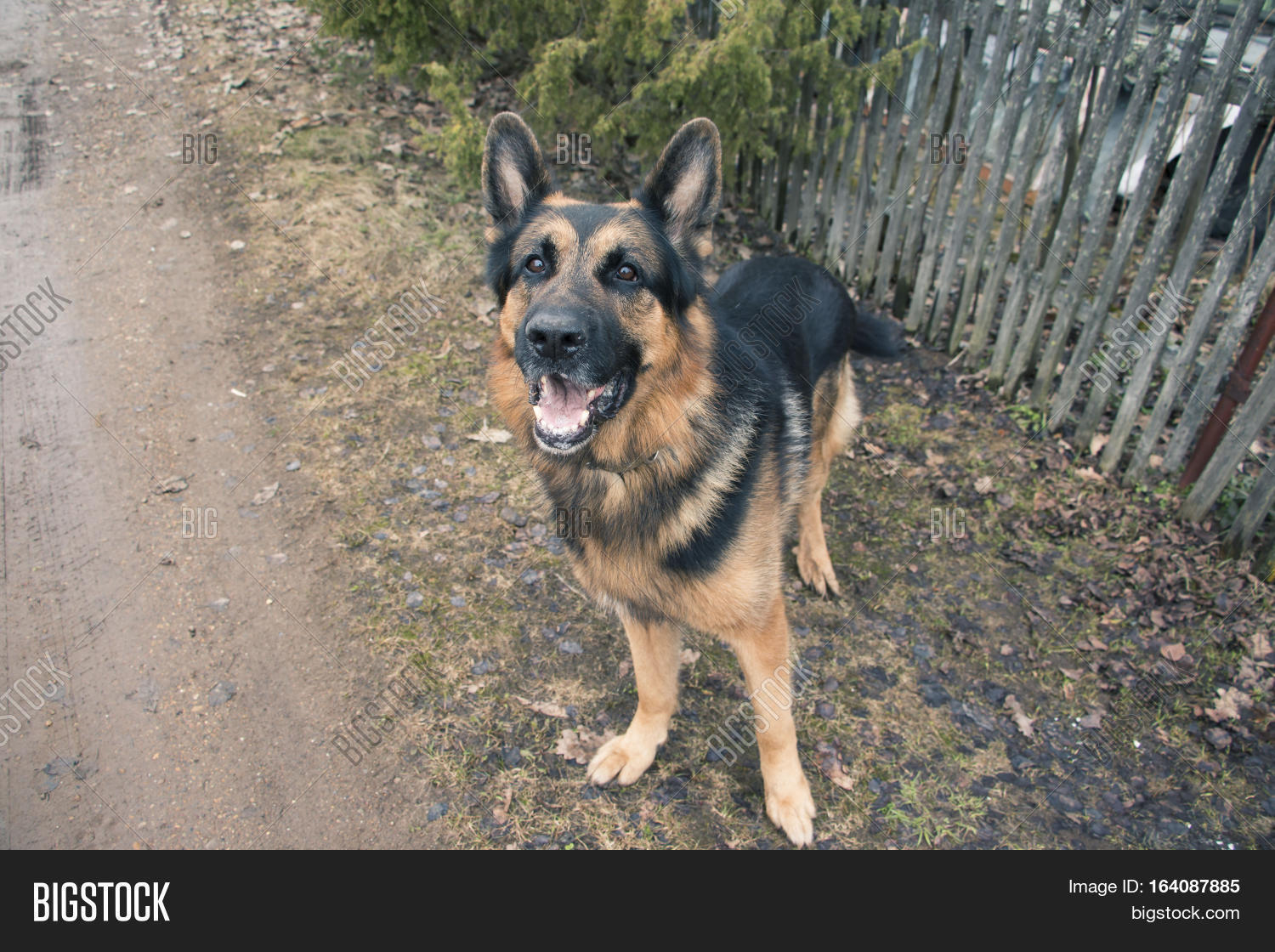 Dog German Shepherd Image & Photo (Free Trial) | Bigstock
