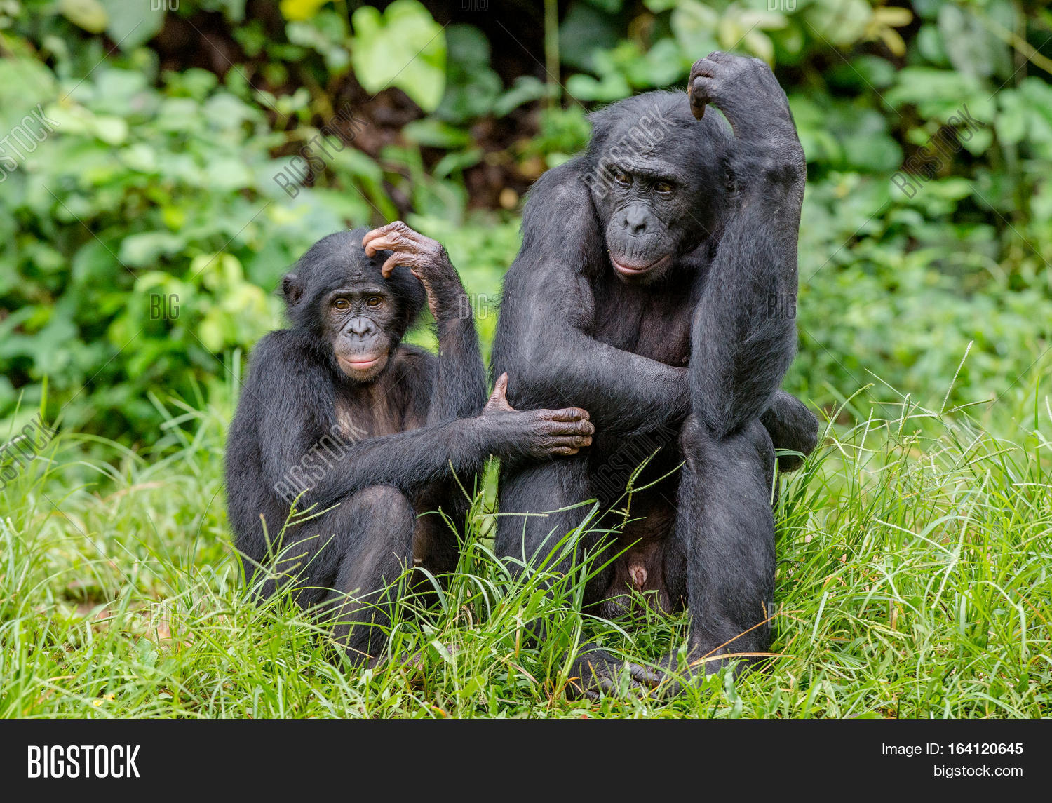 Bonobos Natural Image & Photo (Free Trial) | Bigstock
