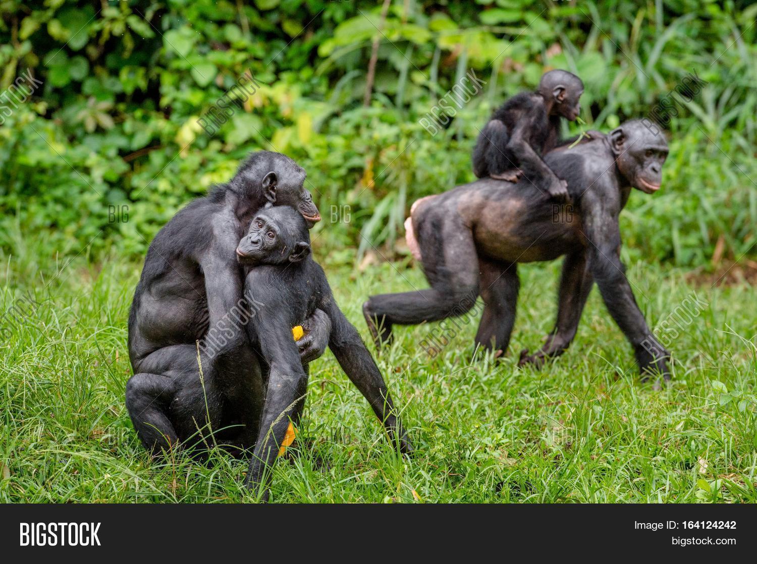 Bonobo Mating