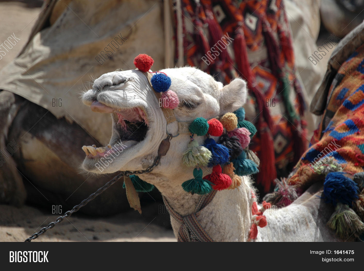 Camel Teeth Image & Photo (Free Trial) | Bigstock