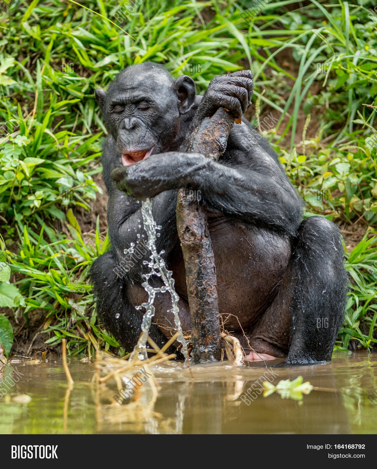 Adult Bonobo Drink Image & Photo (Free Trial) | Bigstock
