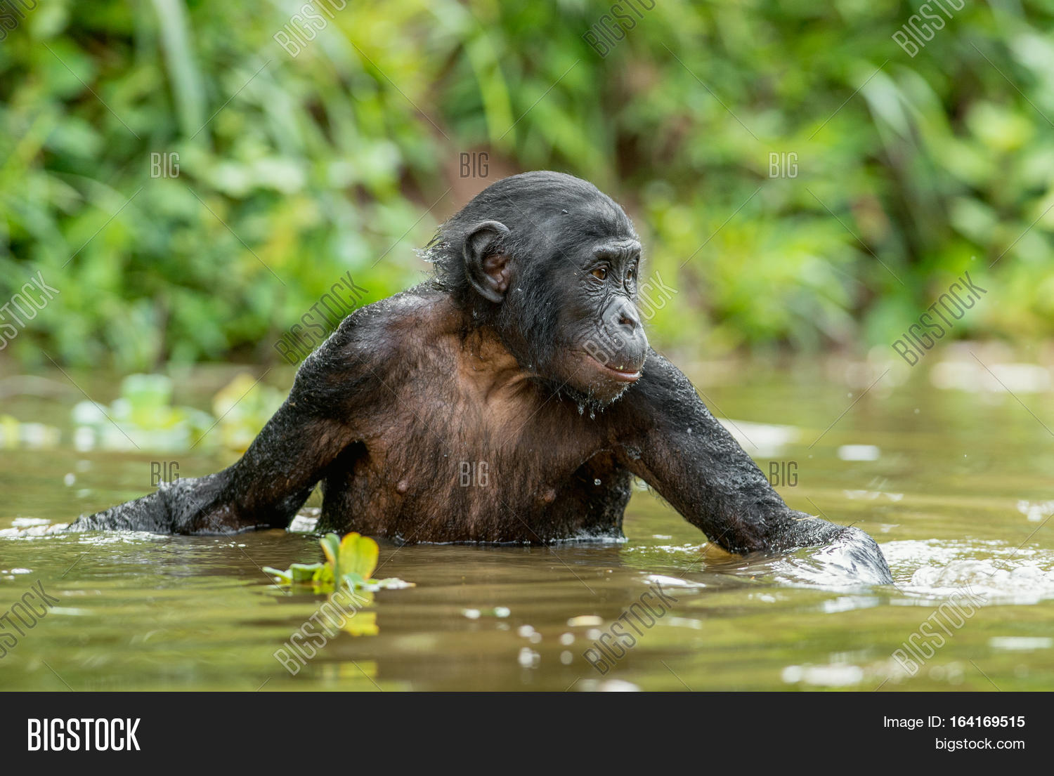 Chimpanzee Natural Habitat