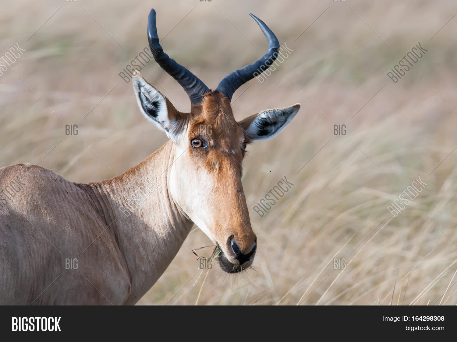 Kongoni Portrait Cows Image & Photo (Free Trial) | Bigstock
