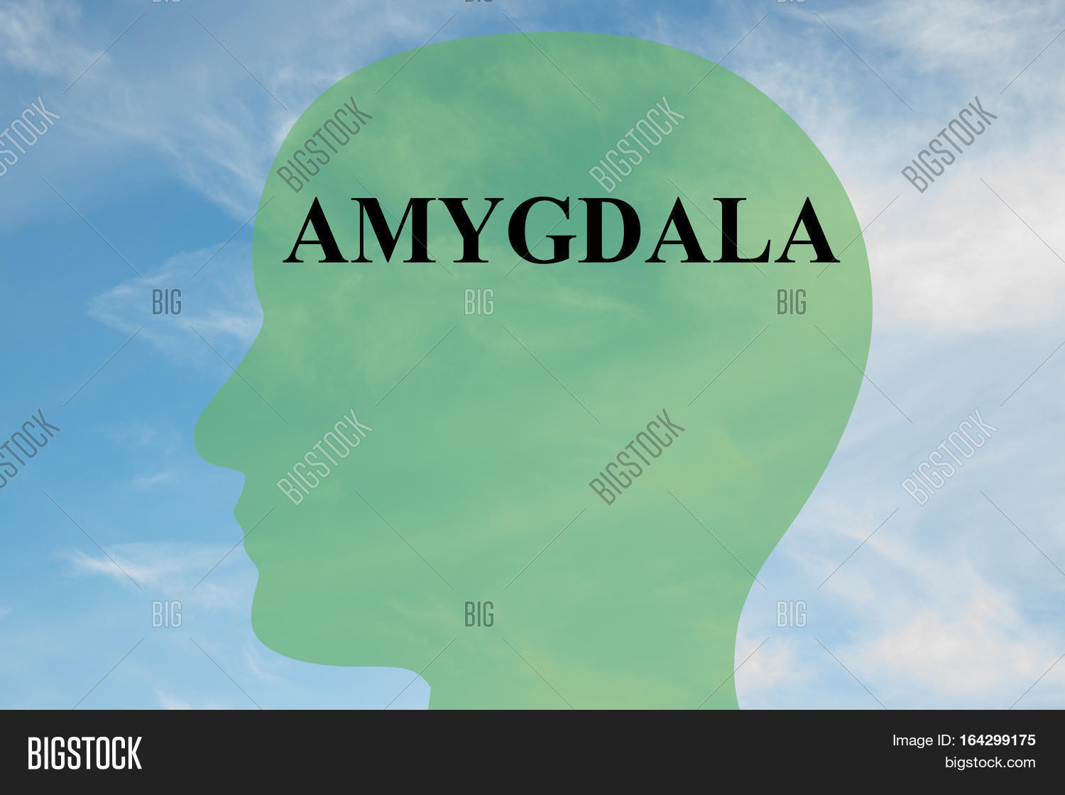 Amygdala - Brain Image & Photo (Free Trial) | Bigstock