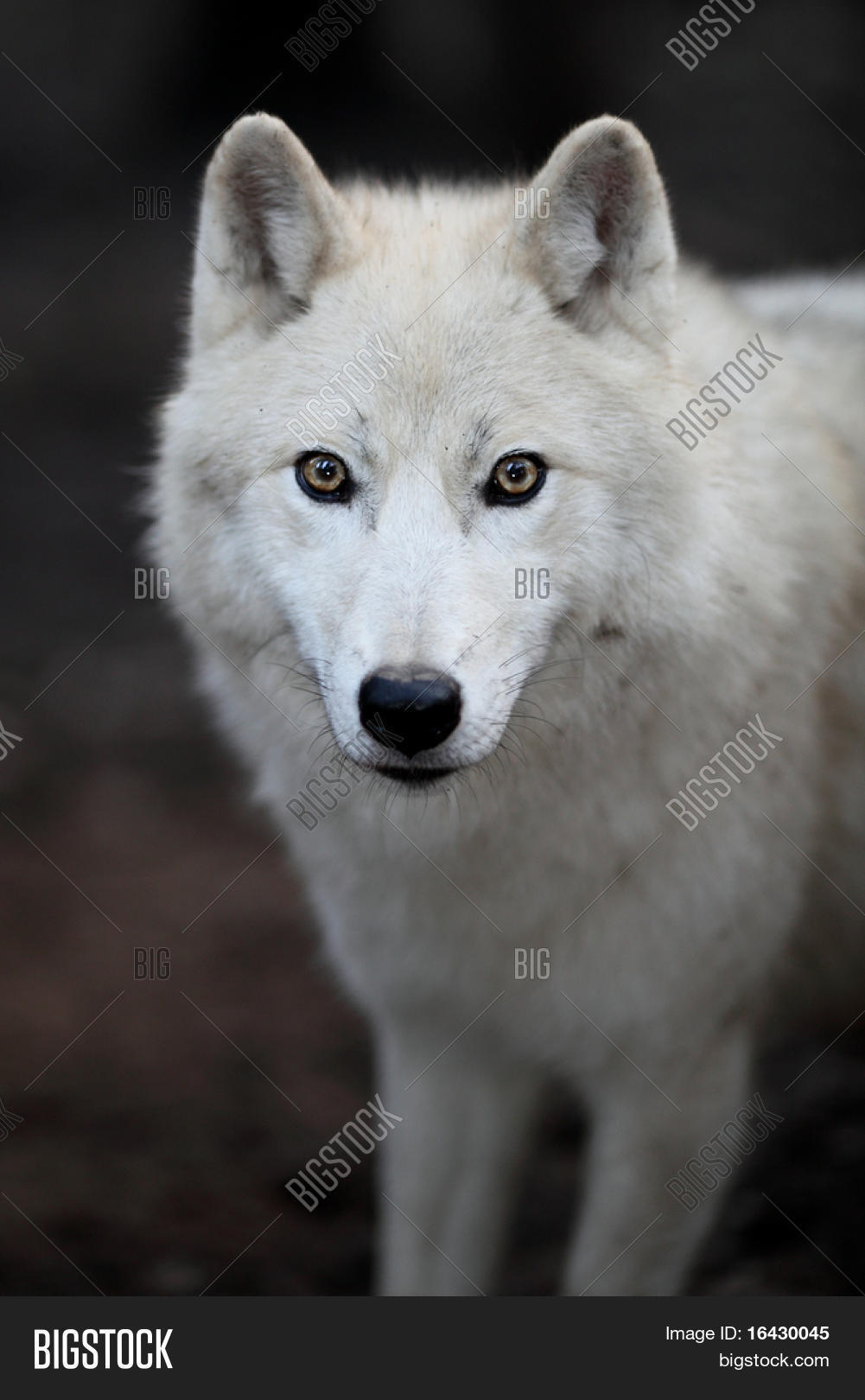 White Wolf Eyes Close Up