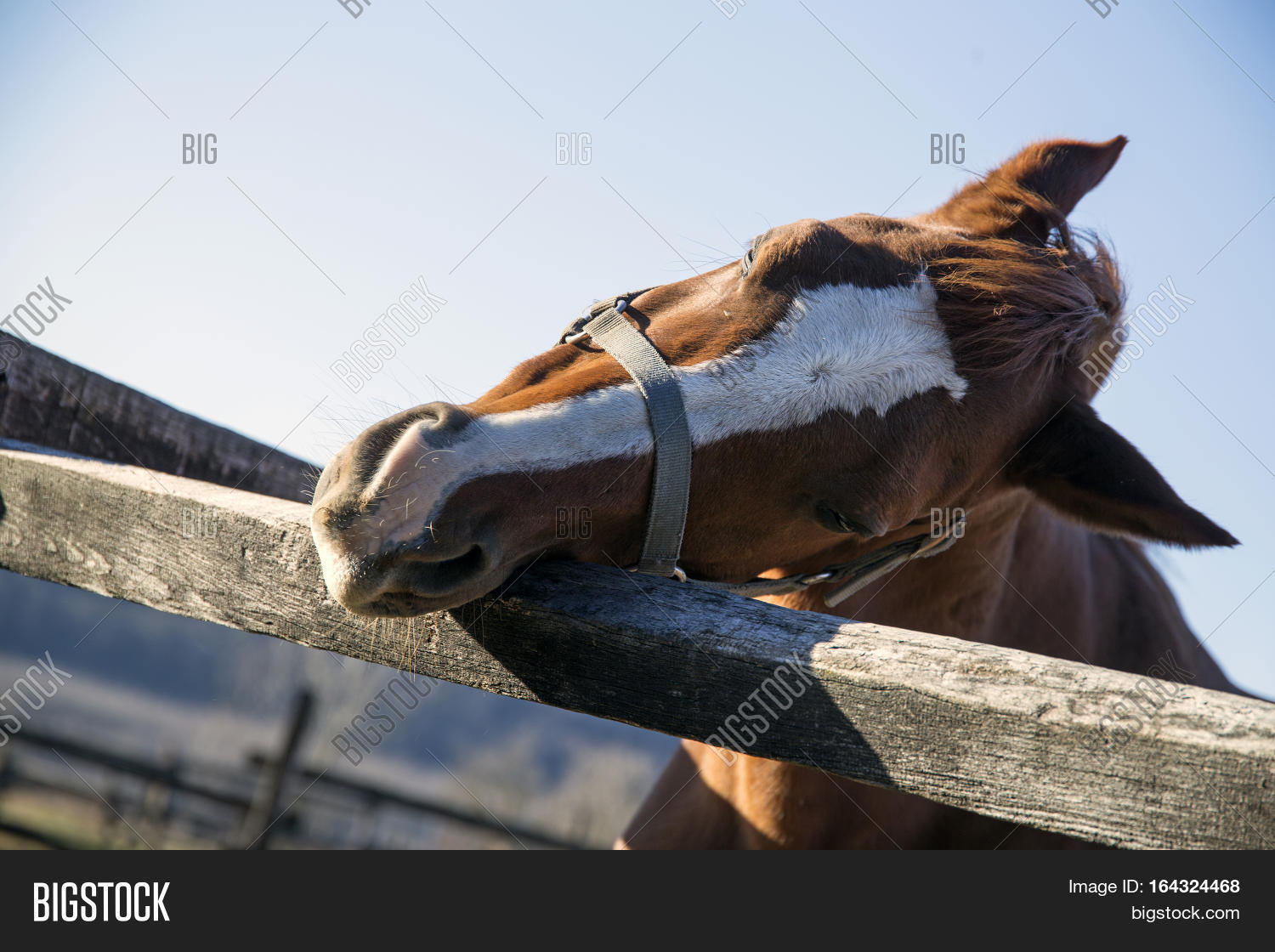 Vertical Funny Closeup Image & Photo (Free Trial) | Bigstock