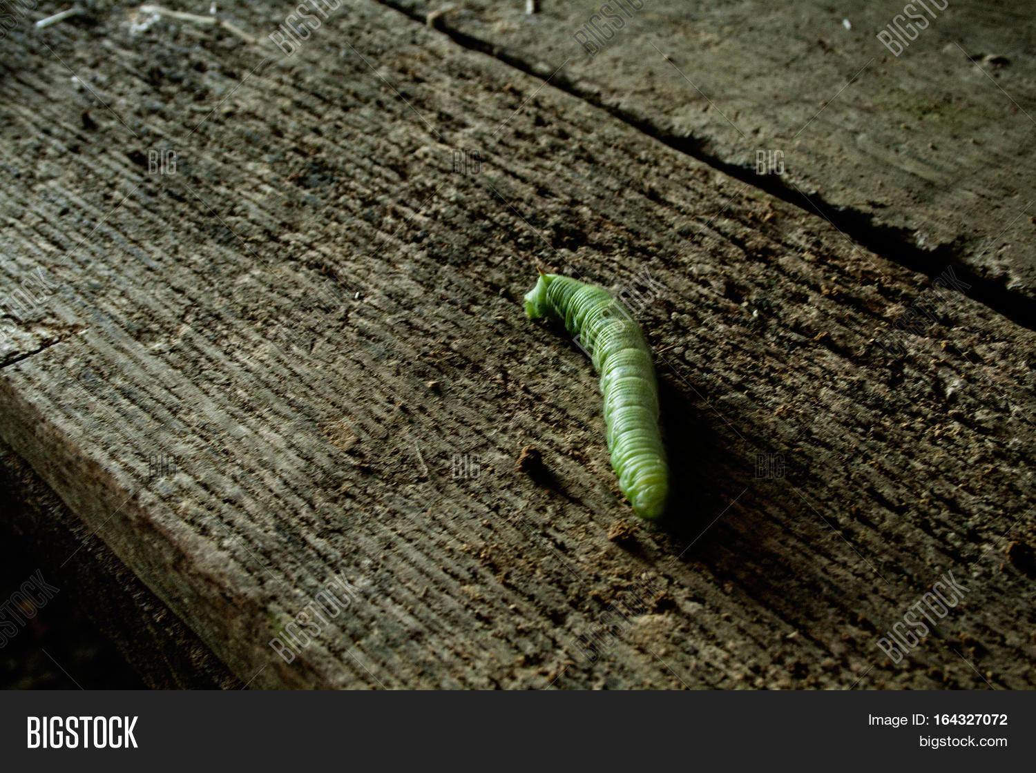 Tobacco Worm Left On Image & Photo (Free Trial) | Bigstock