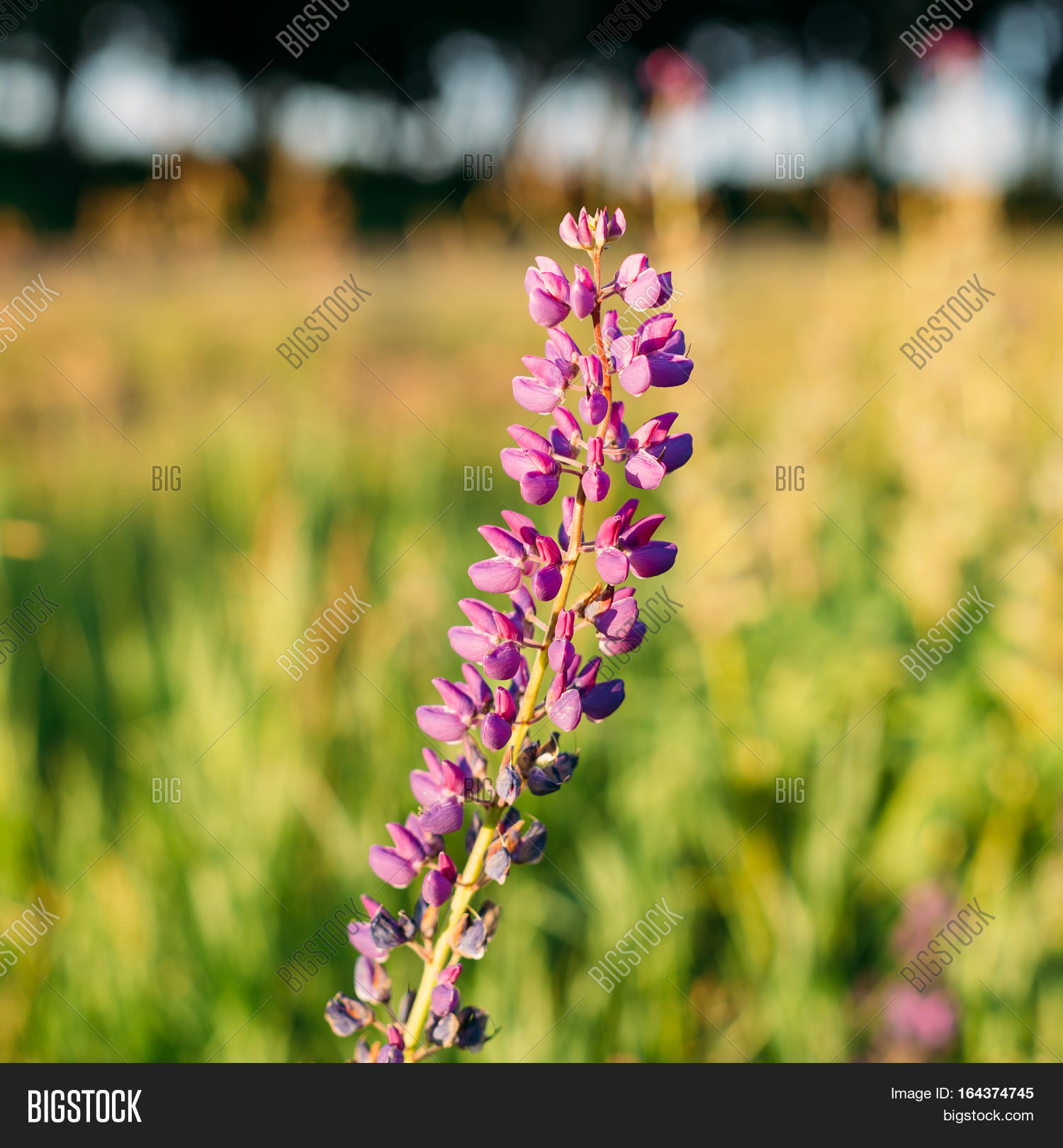 Wild Flowers Lupine Image & Photo (Free Trial) | Bigstock