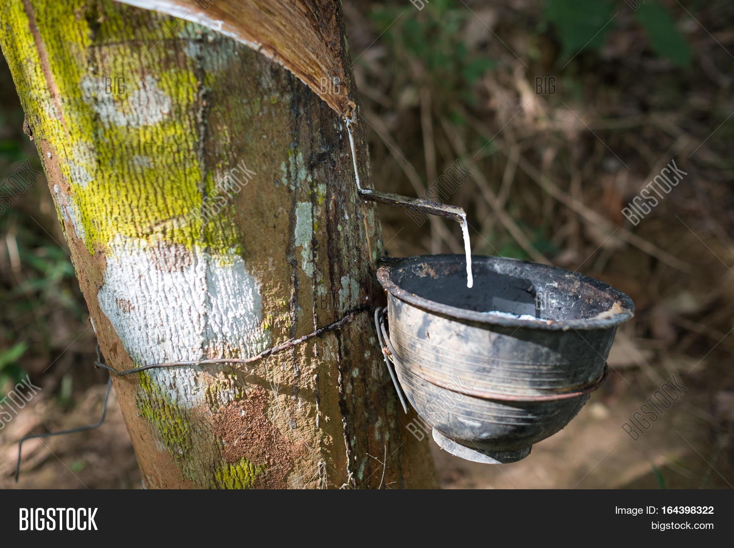 Milky Latex Extracted Image & Photo (Free Trial) | Bigstock