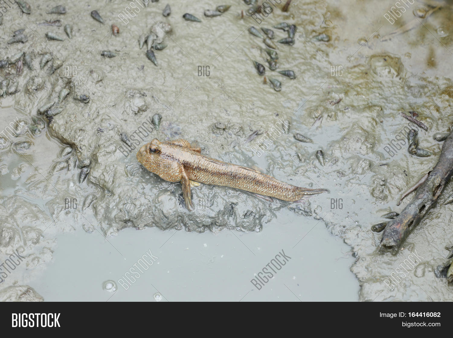 Mudskipper Fish Image & Photo (Free Trial) | Bigstock