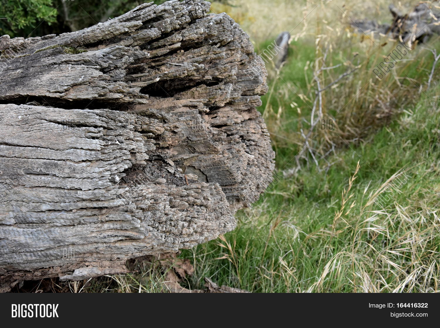 Dry Tree Trunk Many Image & Photo (Free Trial) | Bigstock