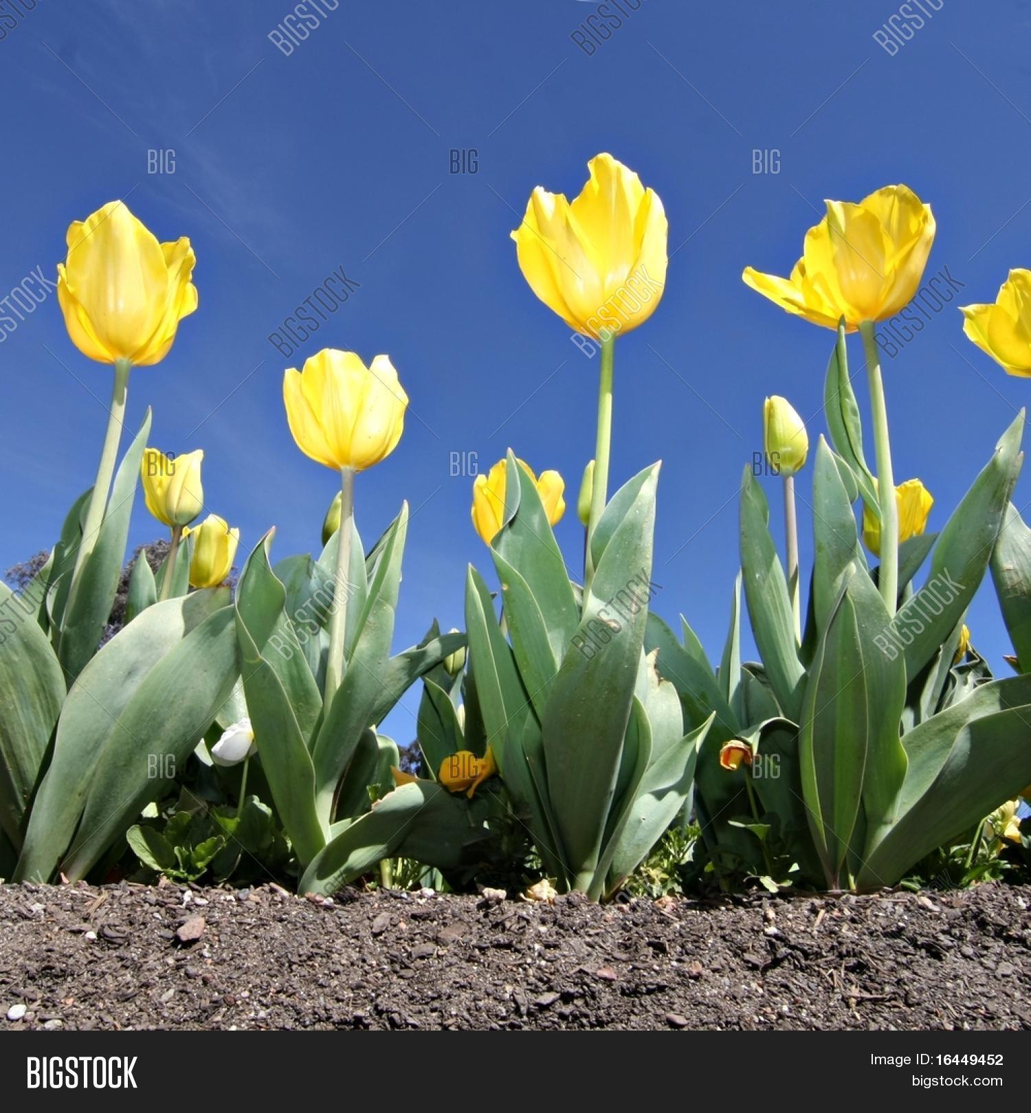 Yellow Tulips Canberra Image & Photo (Free Trial) | Bigstock