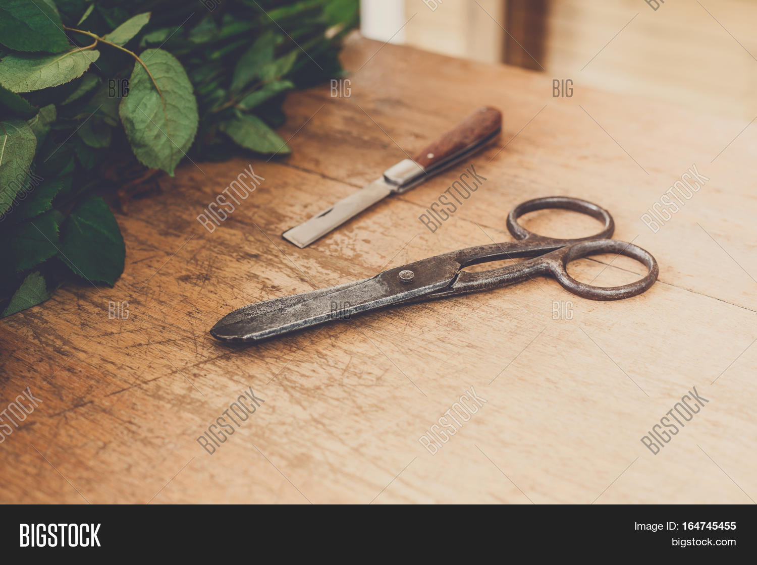 Florist Working Tools Image & Photo (Free Trial) | Bigstock