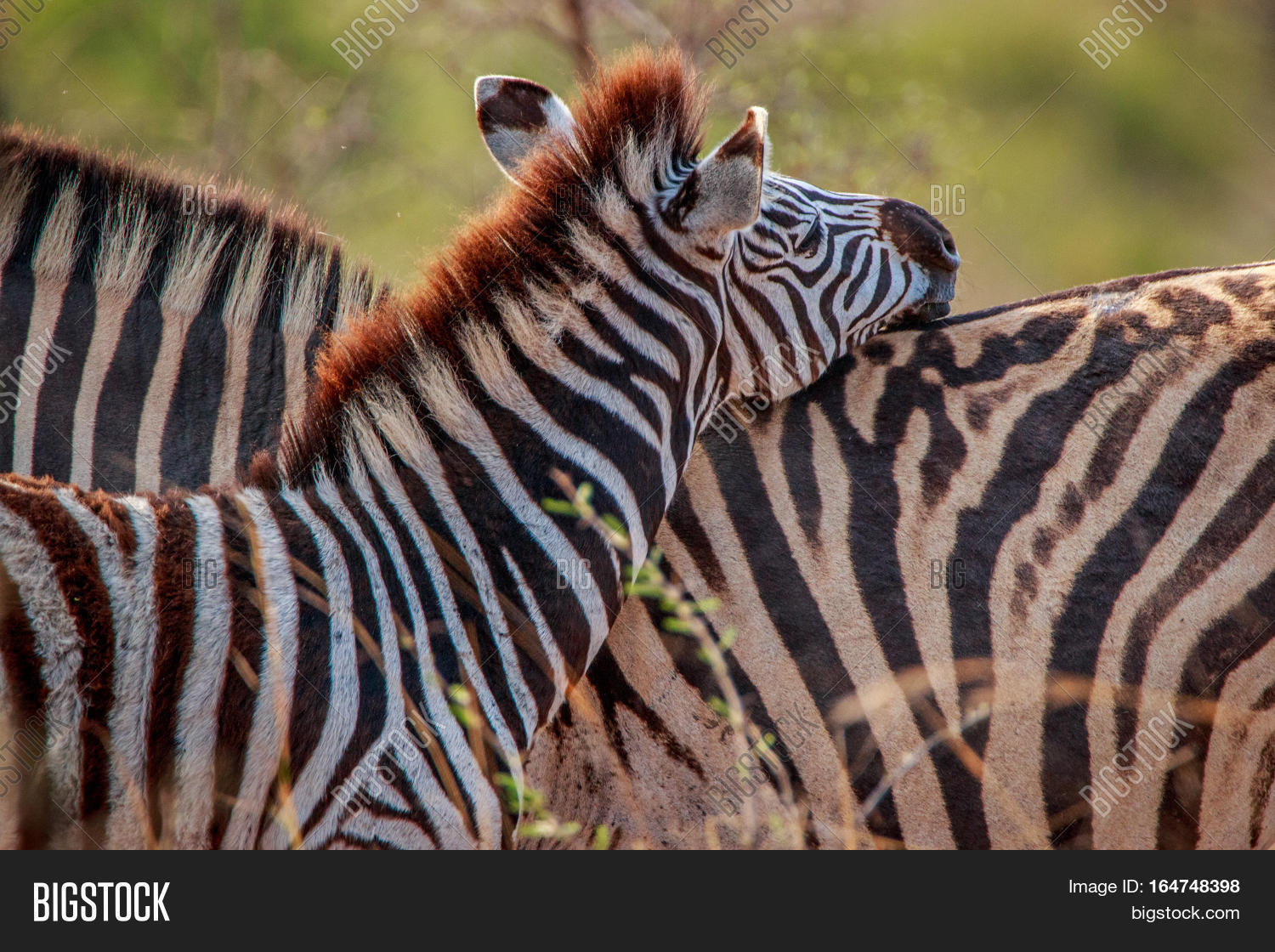 Two Bonding Zebras Image & Photo (Free Trial) | Bigstock