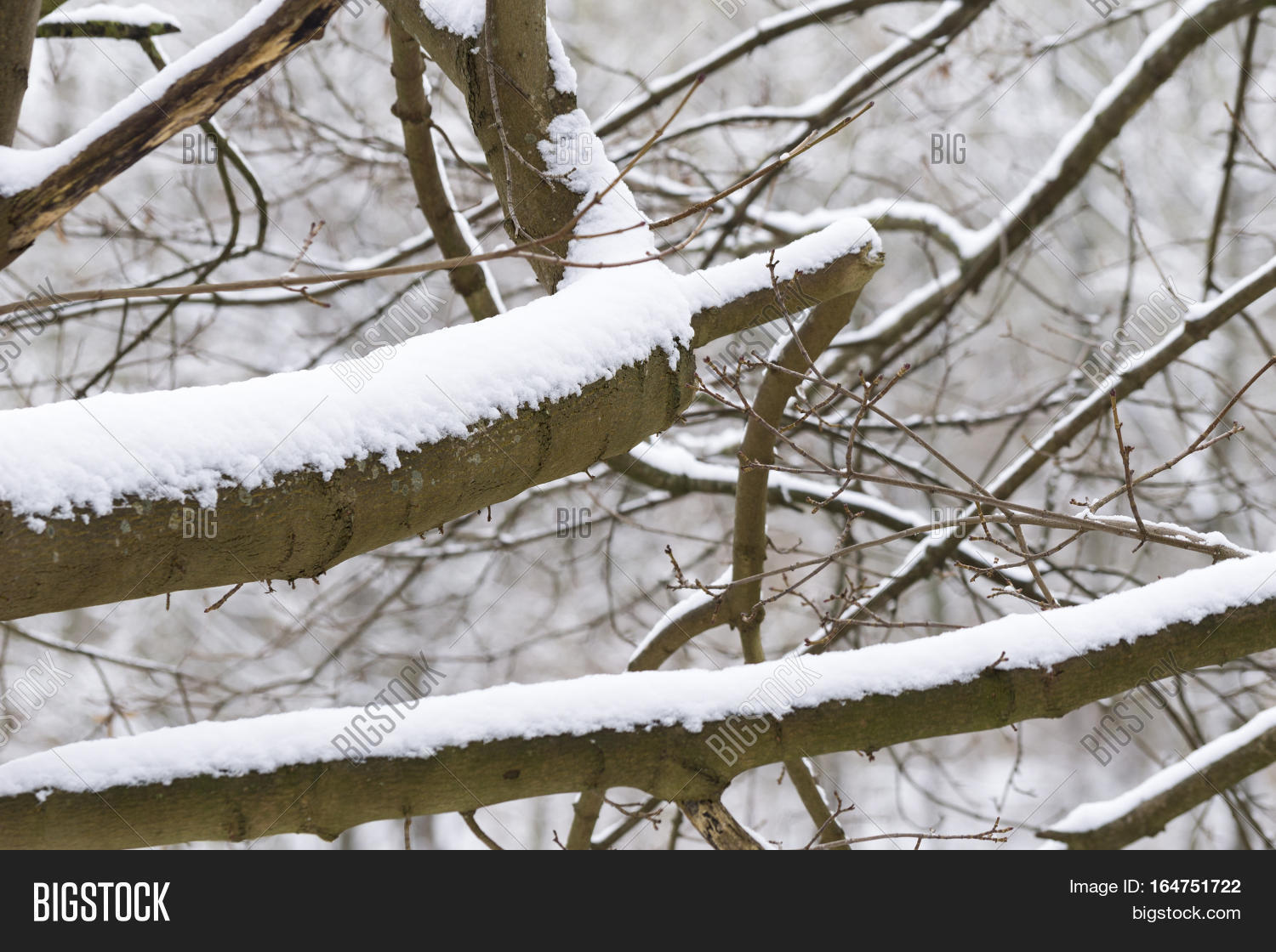 Closeup Snowy Trees Image & Photo (Free Trial) | Bigstock